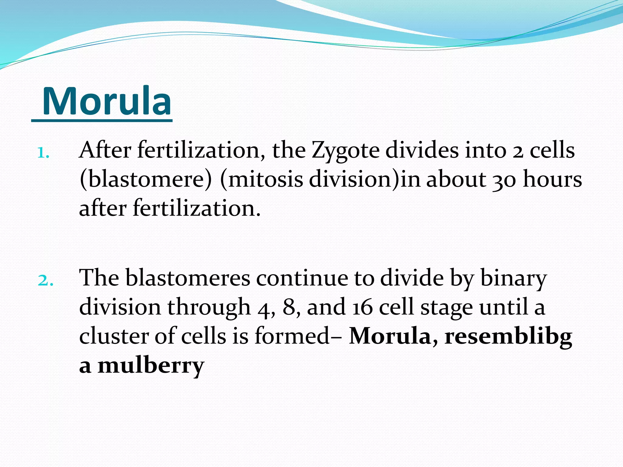 Embryology | PPTX