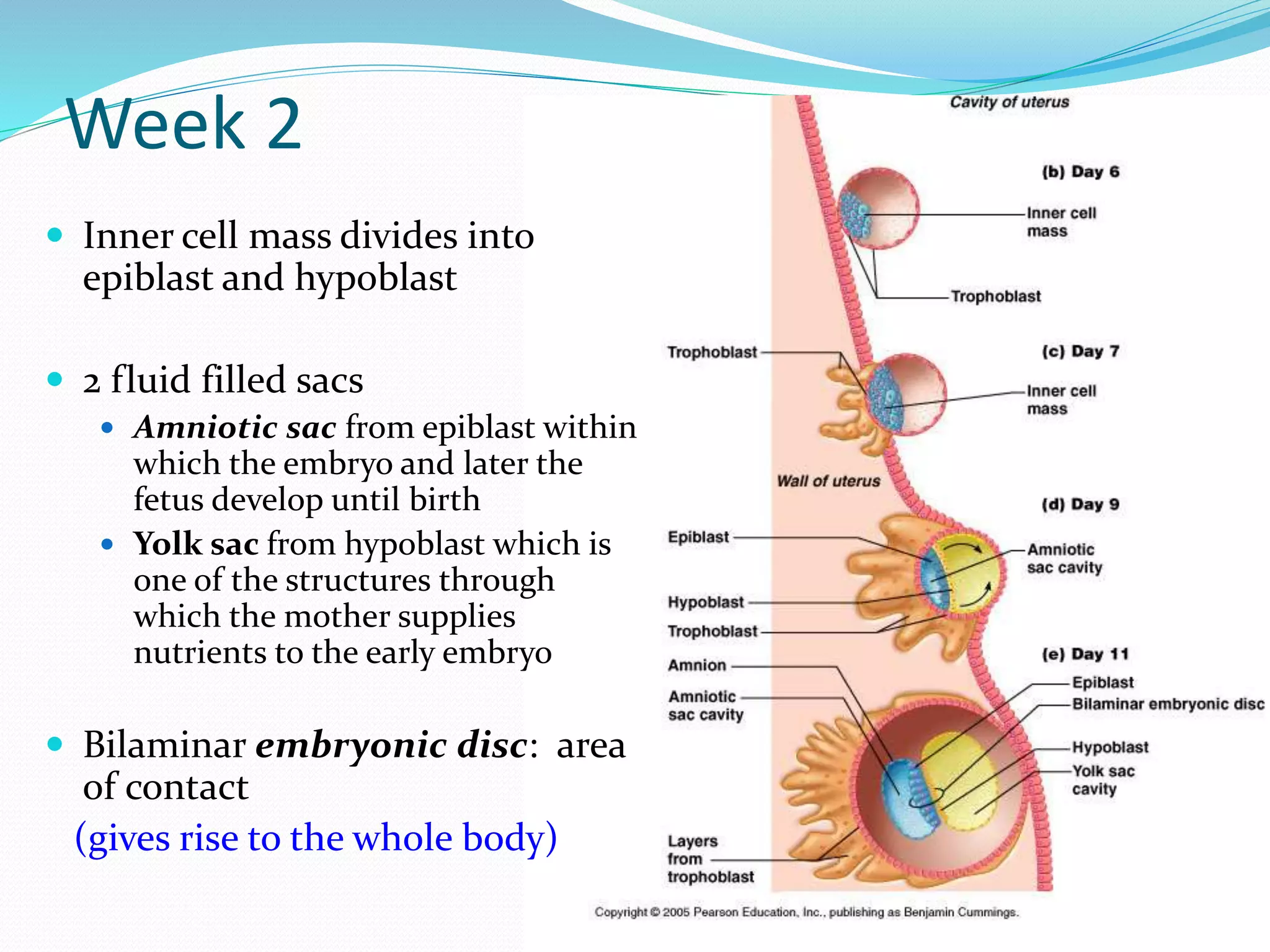 Embryology | PPTX