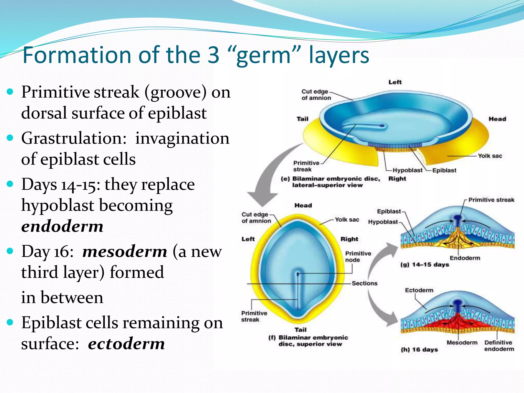 Embryology | PPTX