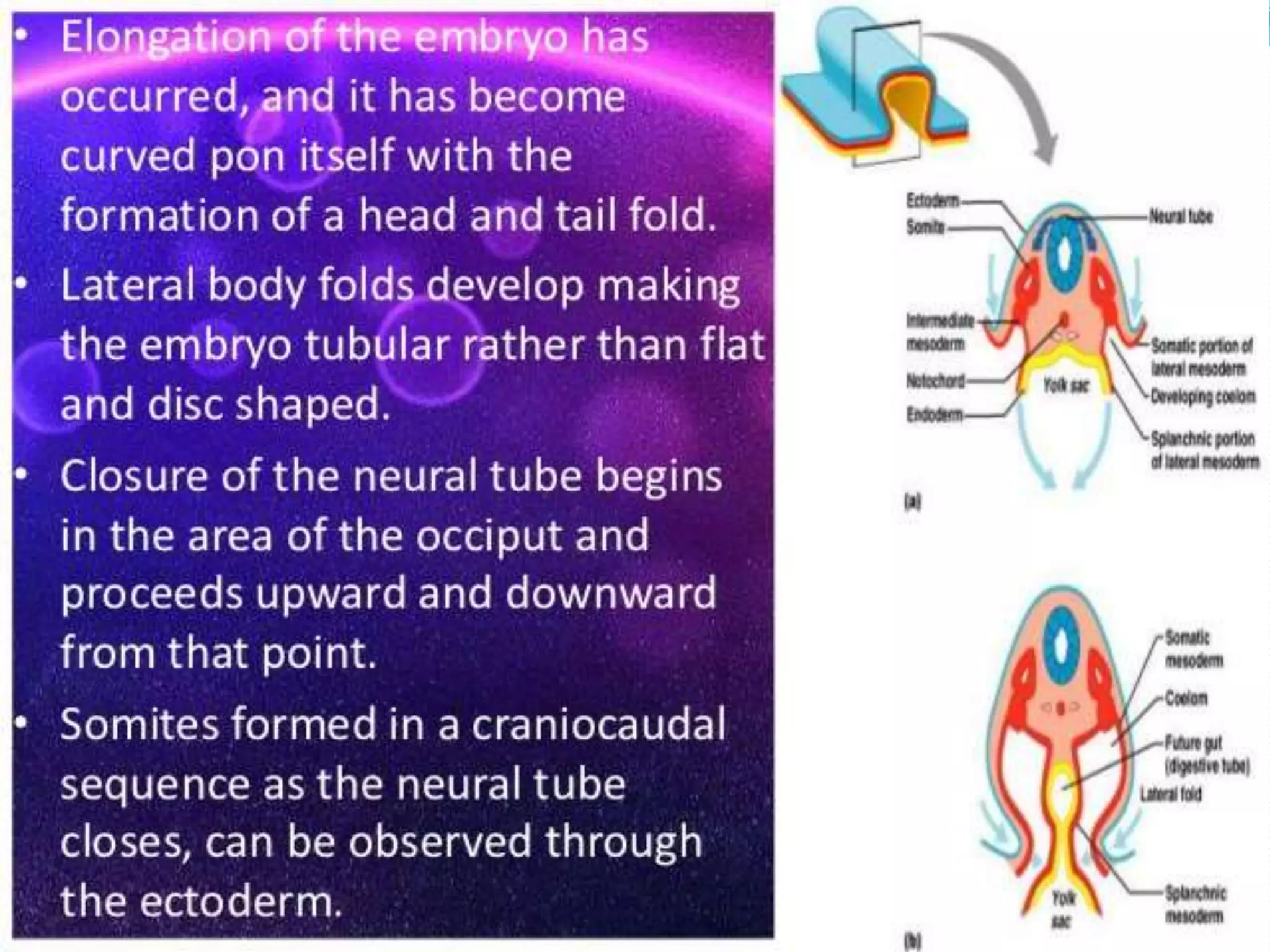 Embryology | PPTX