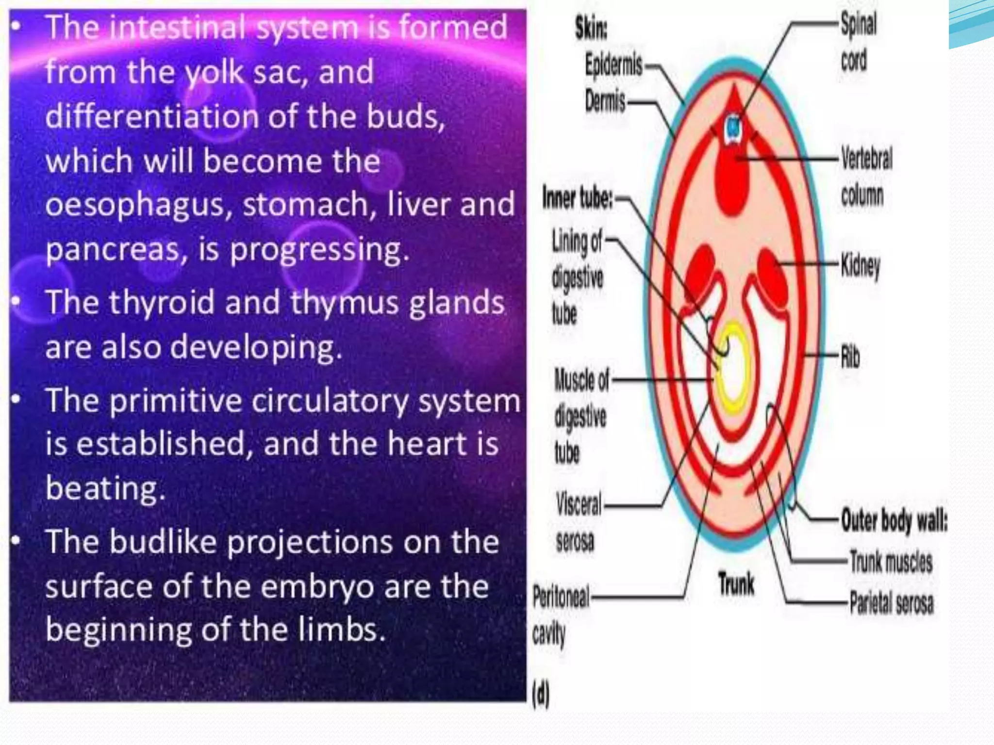 Embryology | PPTX