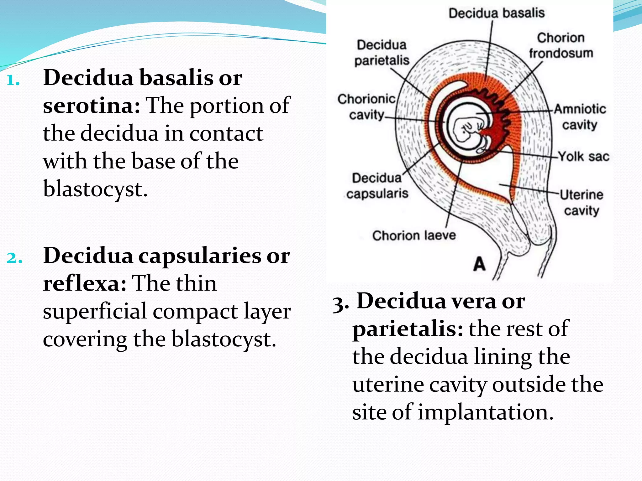 Embryology | PPTX