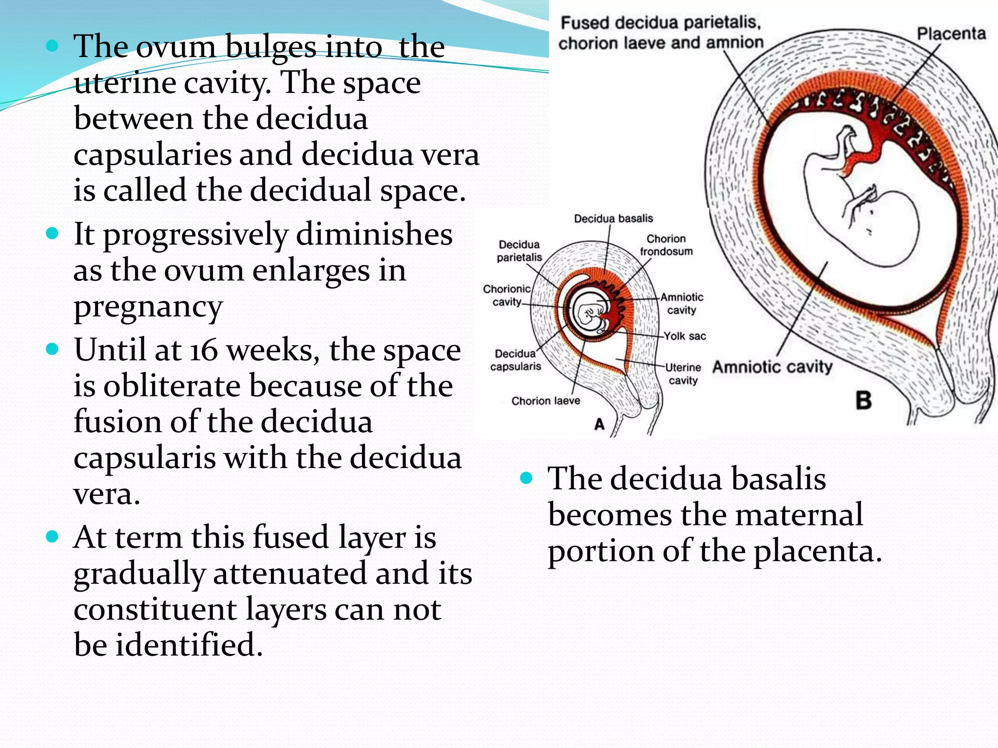 Embryology | PPTX