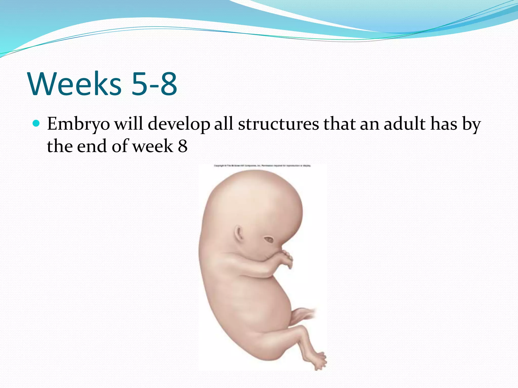 Embryology | PPTX
