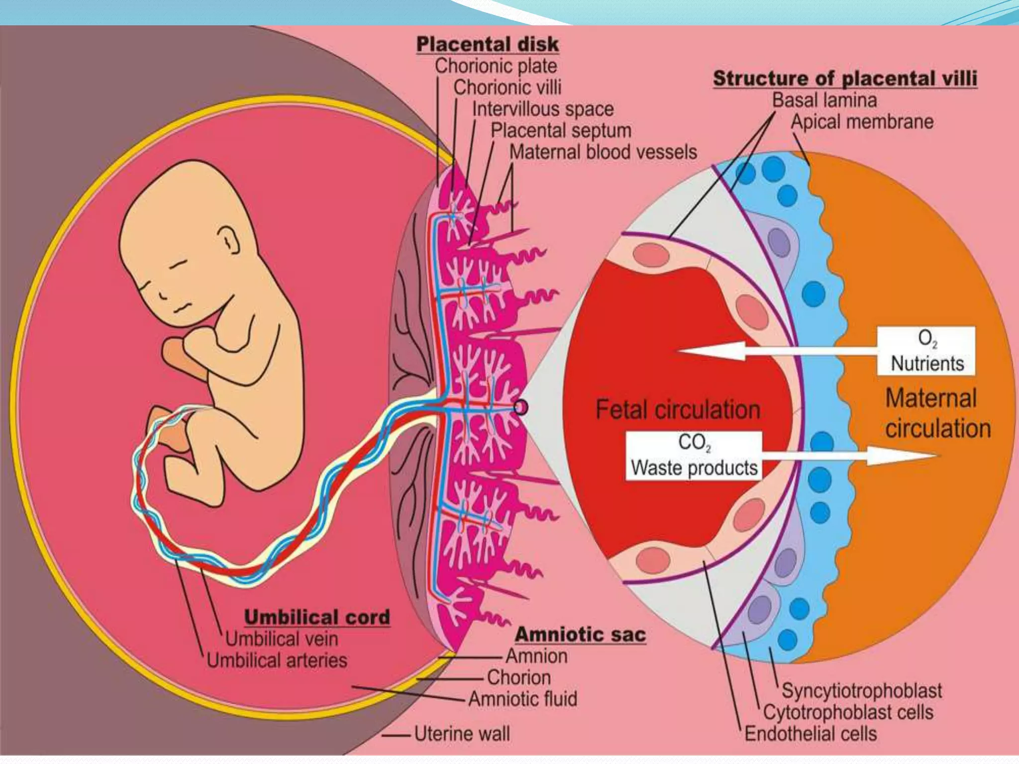 Embryology | PPTX