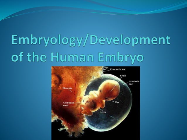 Embryology | PPTX