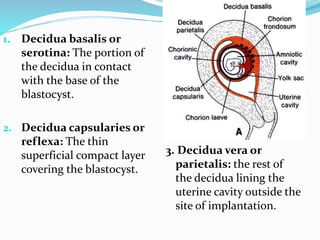 Embryology | PPTX