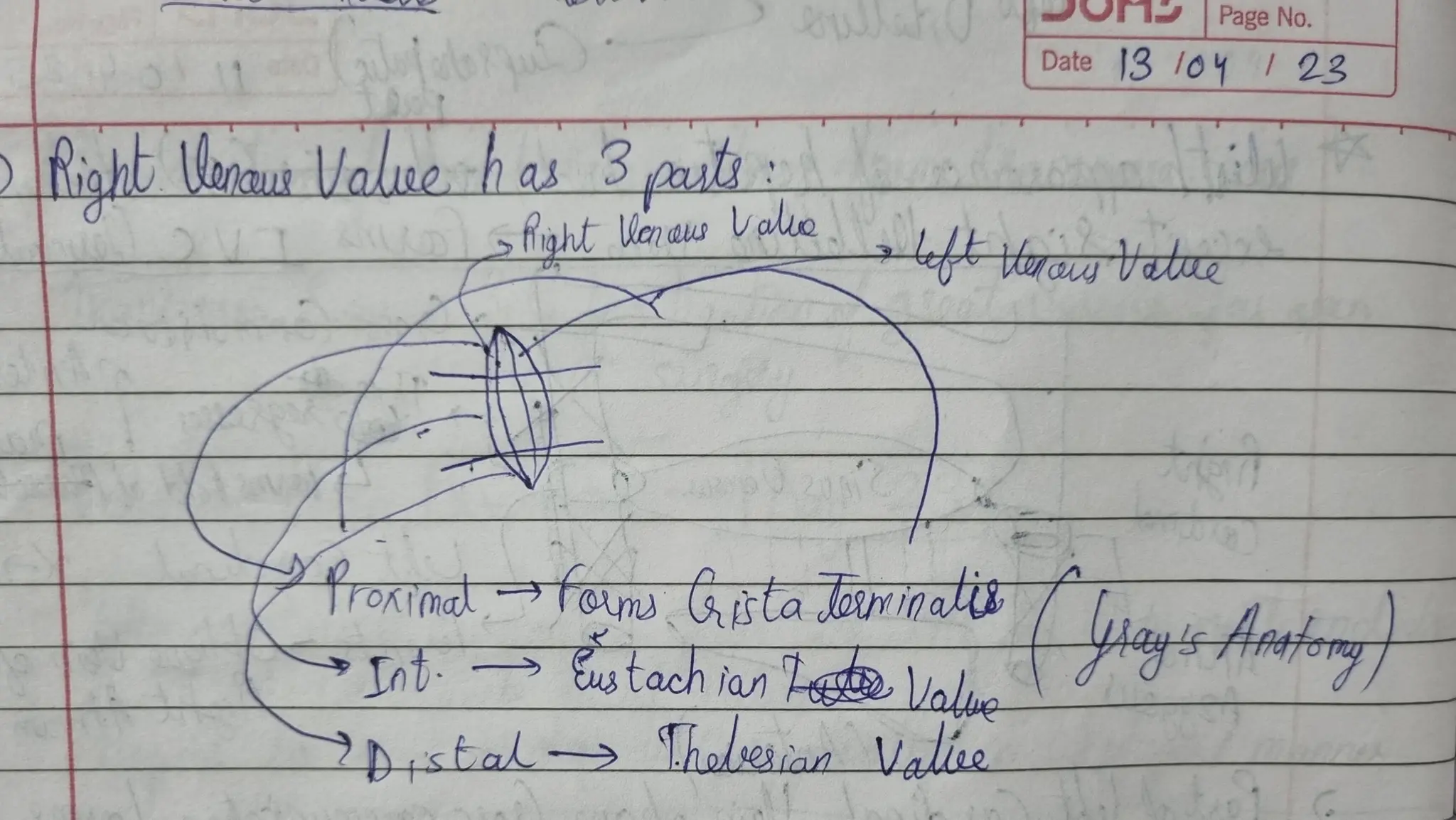 Embryology Models with References..pdfpdf | PDF | Biological Sciences | Science