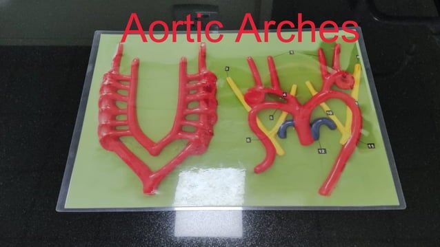 Embryology Models with References..pdfpdf | PDF | Biological Sciences ...