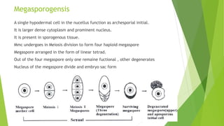 Embryology of Angiosperm, Development of Flower and Reproduction.pptx