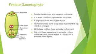 Embryology of Angiosperm, Development of Flower and Reproduction.pptx