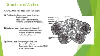 Embryology of Angiosperm, Development of Flower and Reproduction.pptx