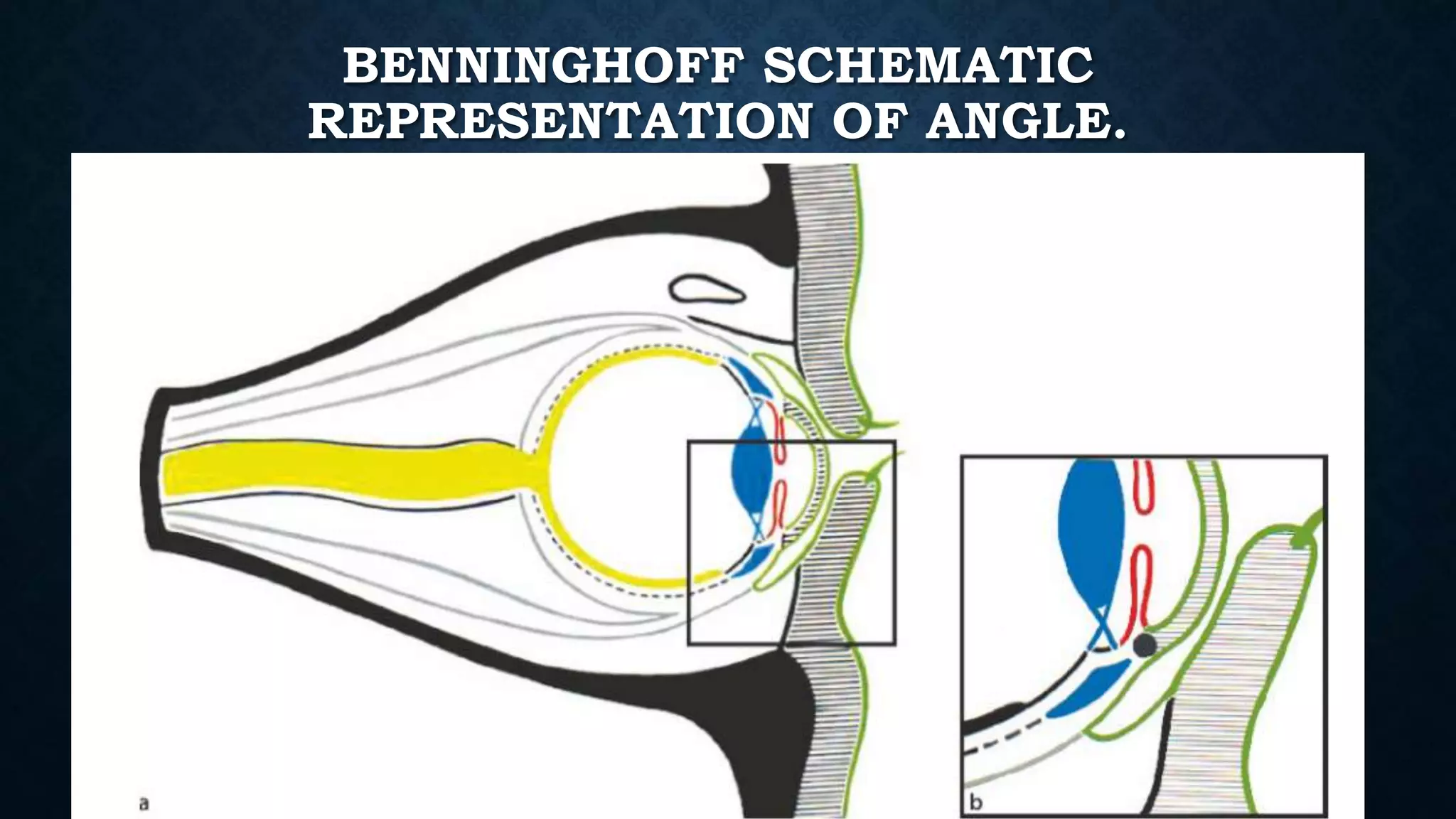 Embryology of angle of anterior chamber | PPTX