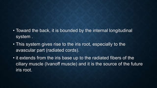 Embryology of angle of anterior chamber | PPTX