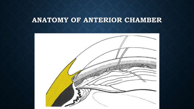 Embryology of angle of anterior chamber | PPTX | Eye and Vision ...