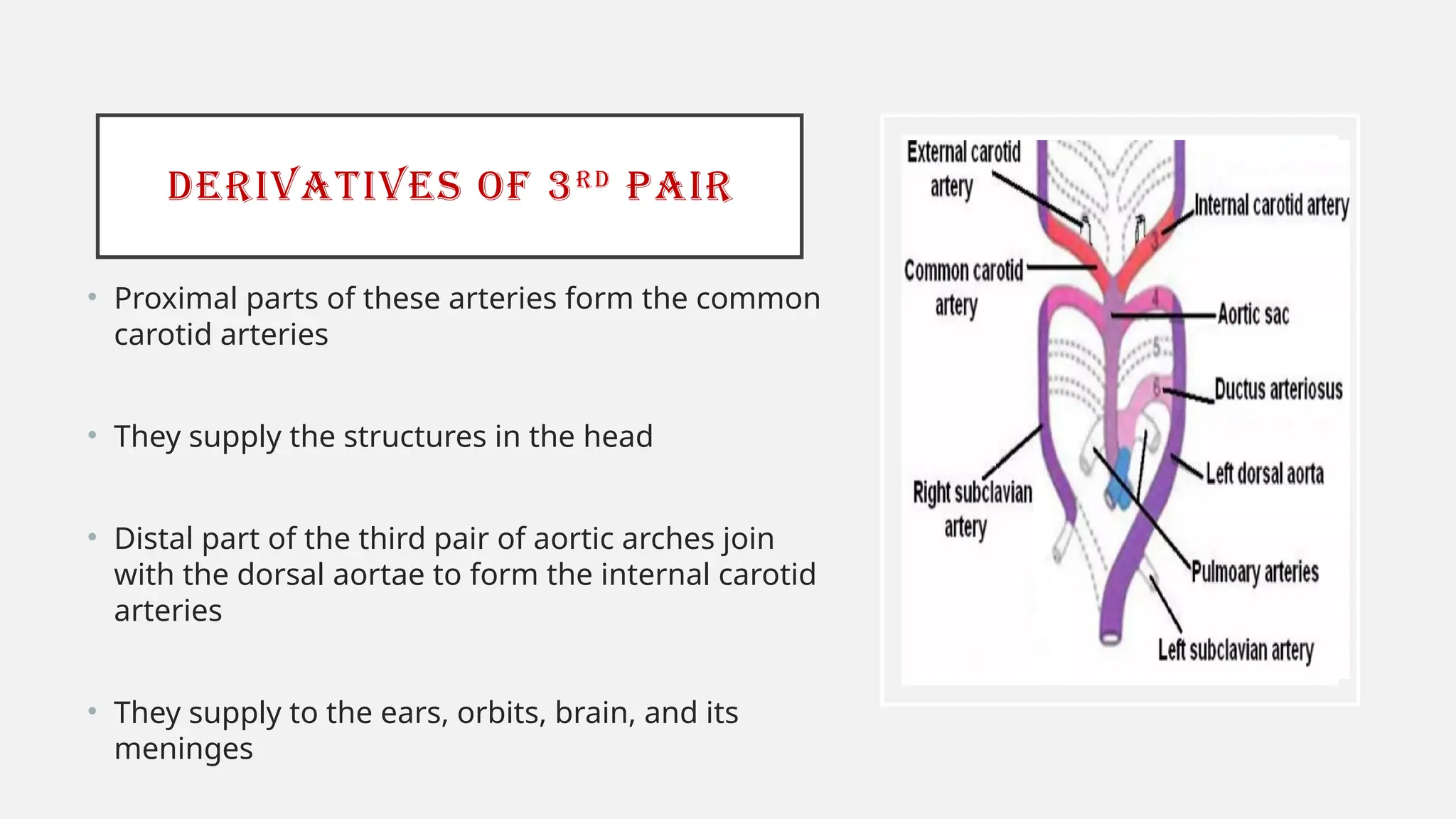 Embryology of aortic arches presentation | PPTX