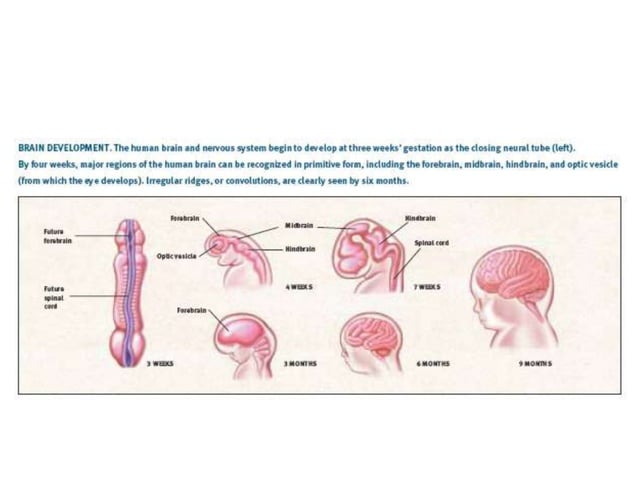 Embryology Of Brain | PPTX