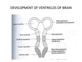 Embryology Of Brain | PPTX