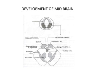 Embryology Of Brain | PPTX