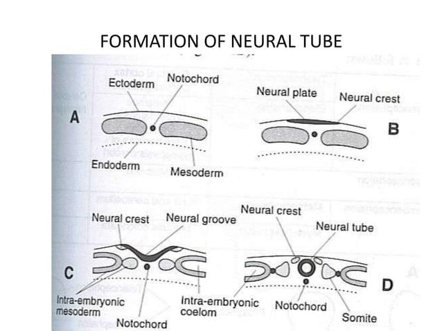 Embryology Of Brain | PPTX