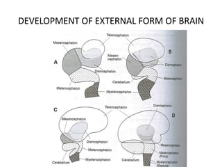 Embryology Of Brain | PPTX