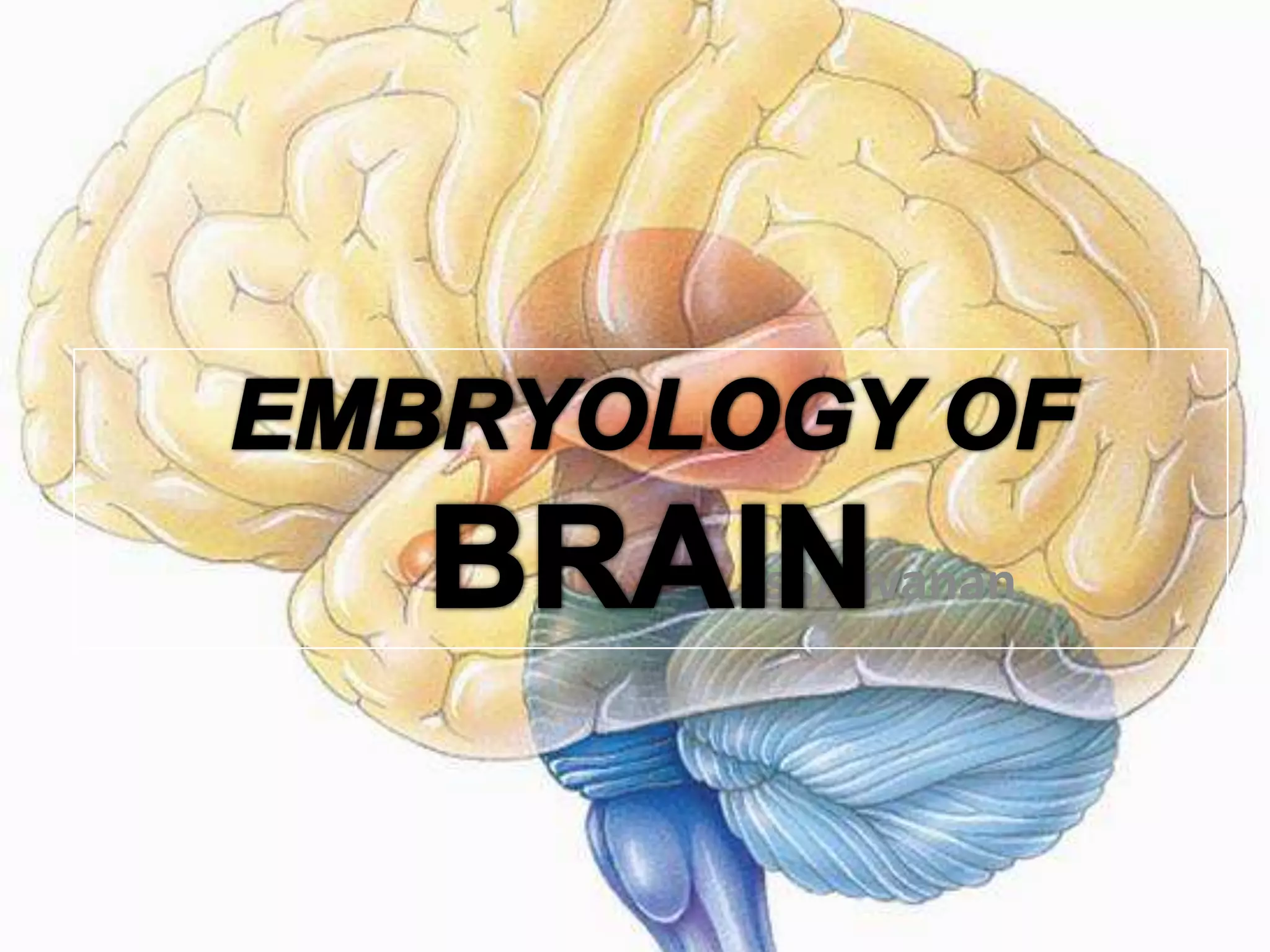 Embryology of brain | PPTX