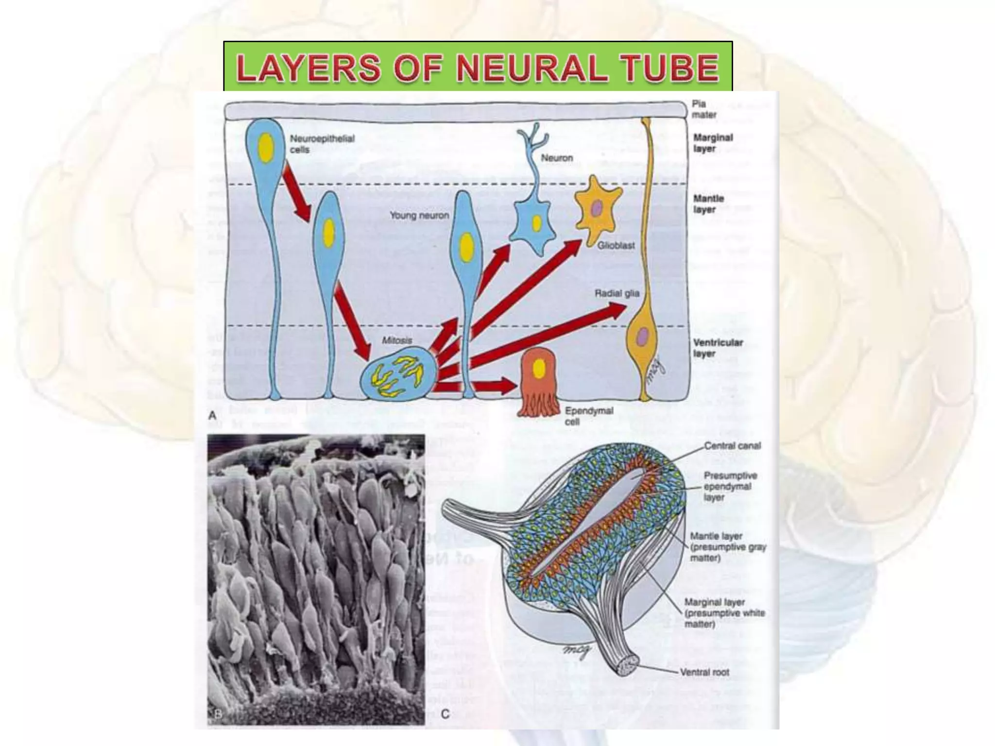 Embryology of brain | PPTX