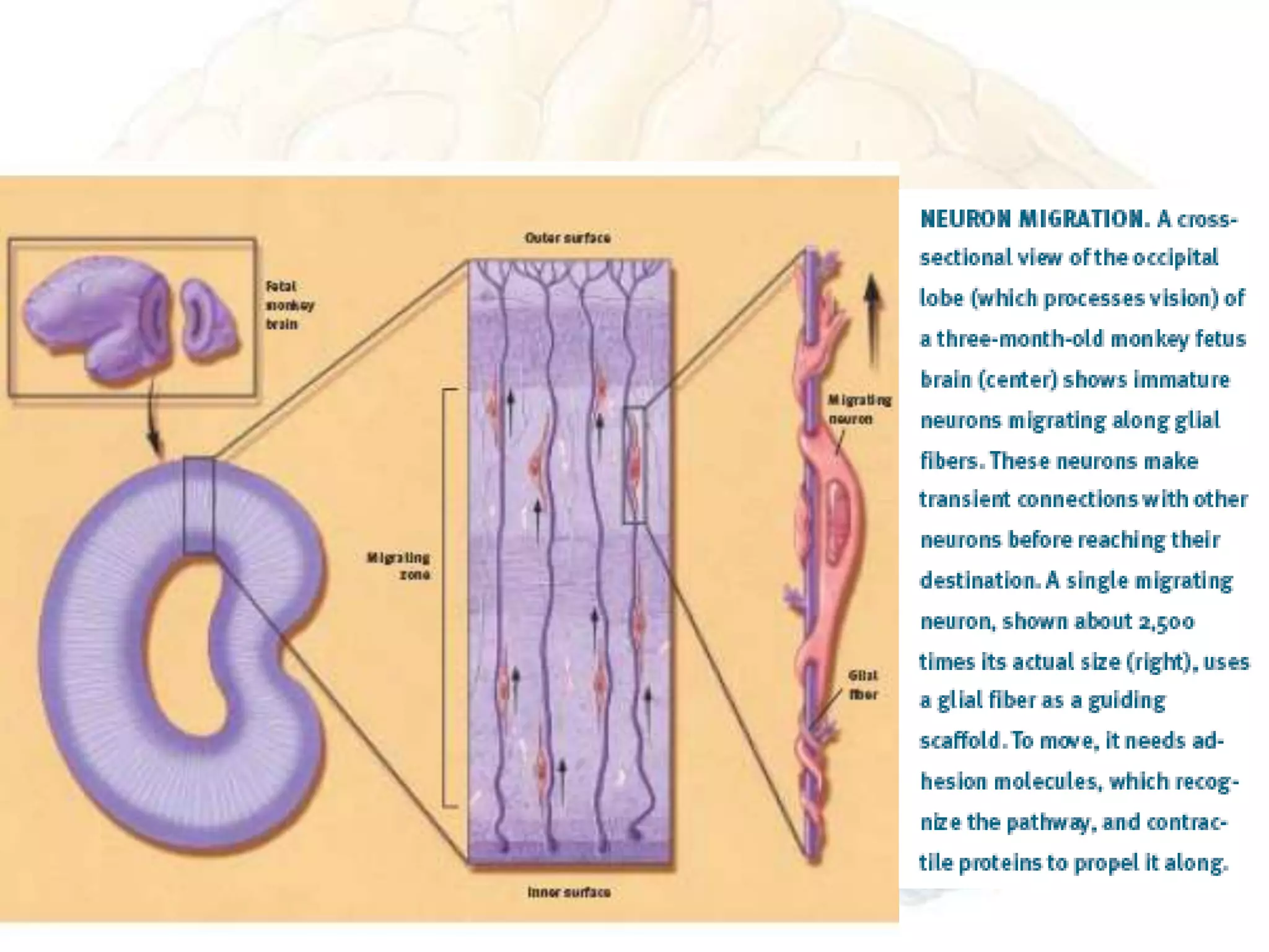 Embryology of brain | PPTX