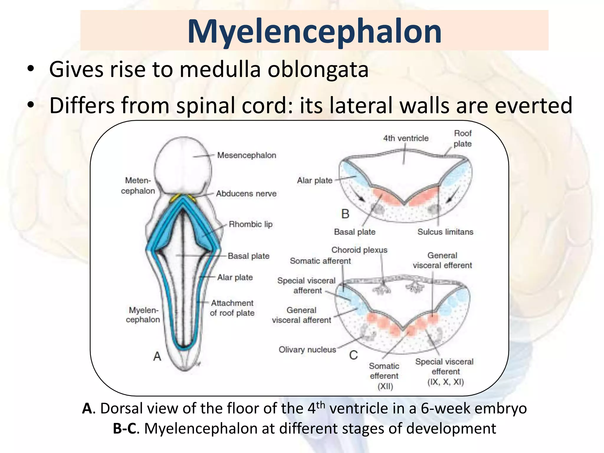 Embryology of brain | PPTX