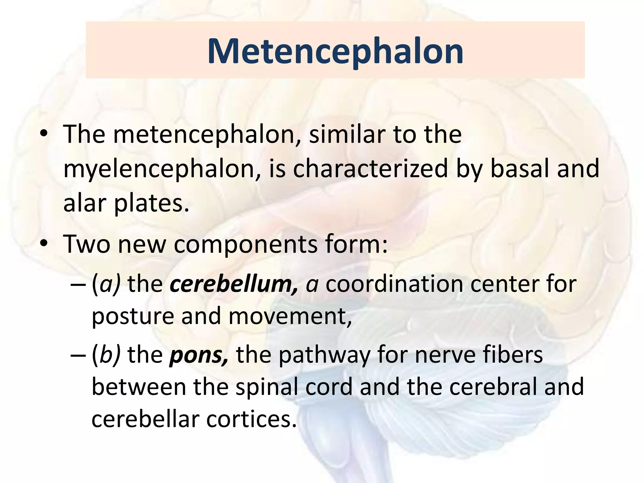 Embryology of brain | PPTX
