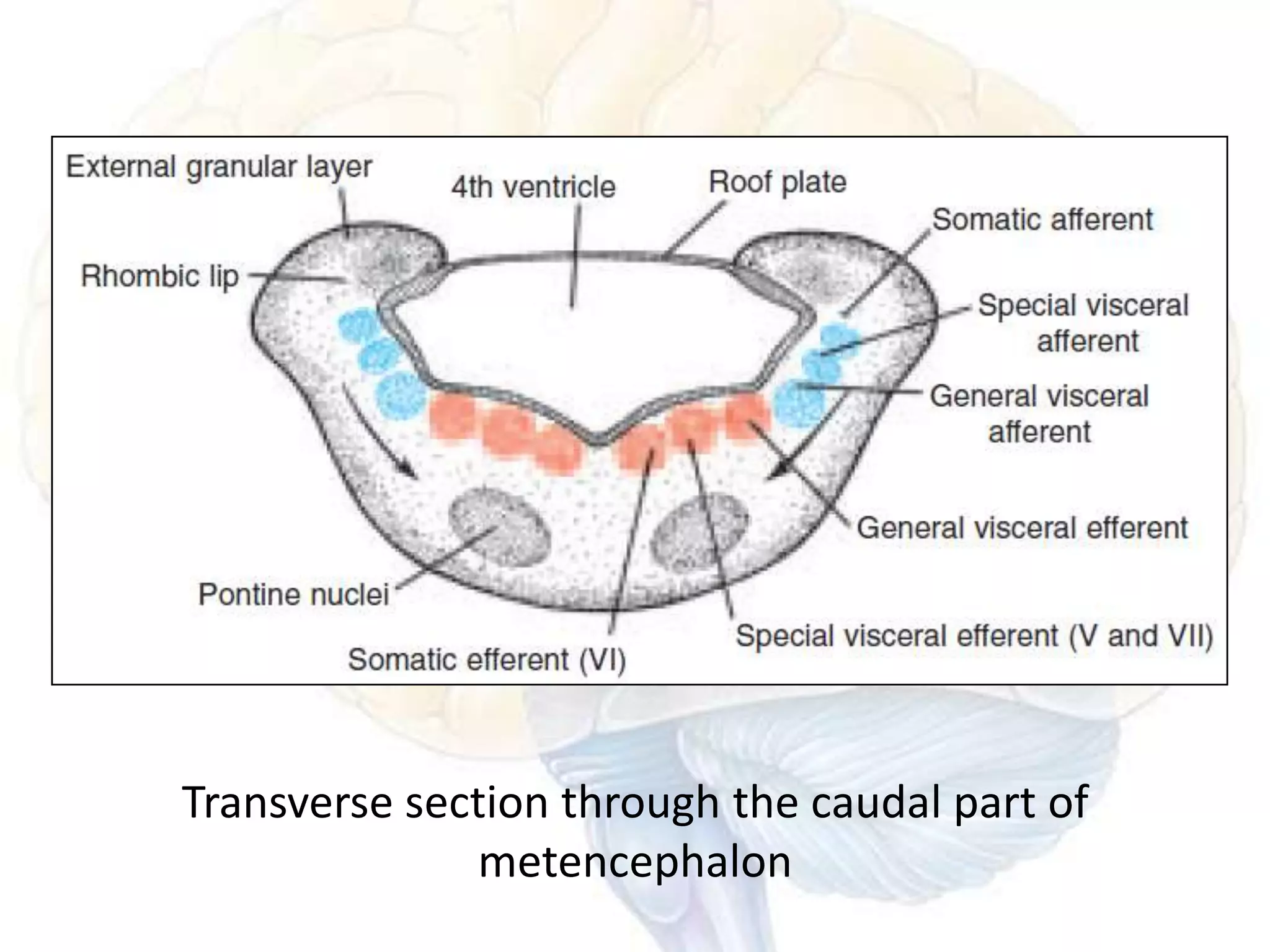 Embryology of brain | PPTX
