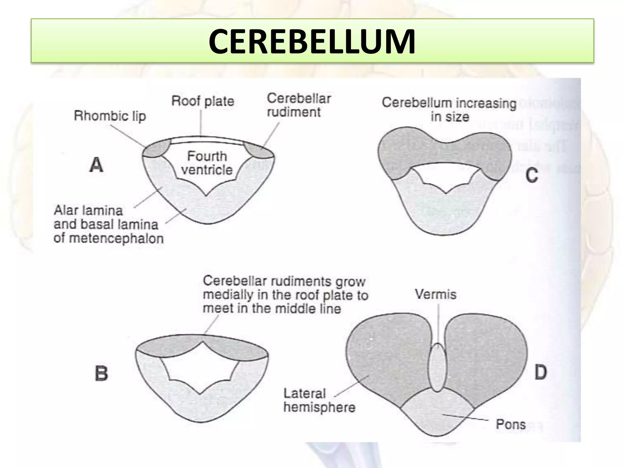 Embryology of brain | PPTX