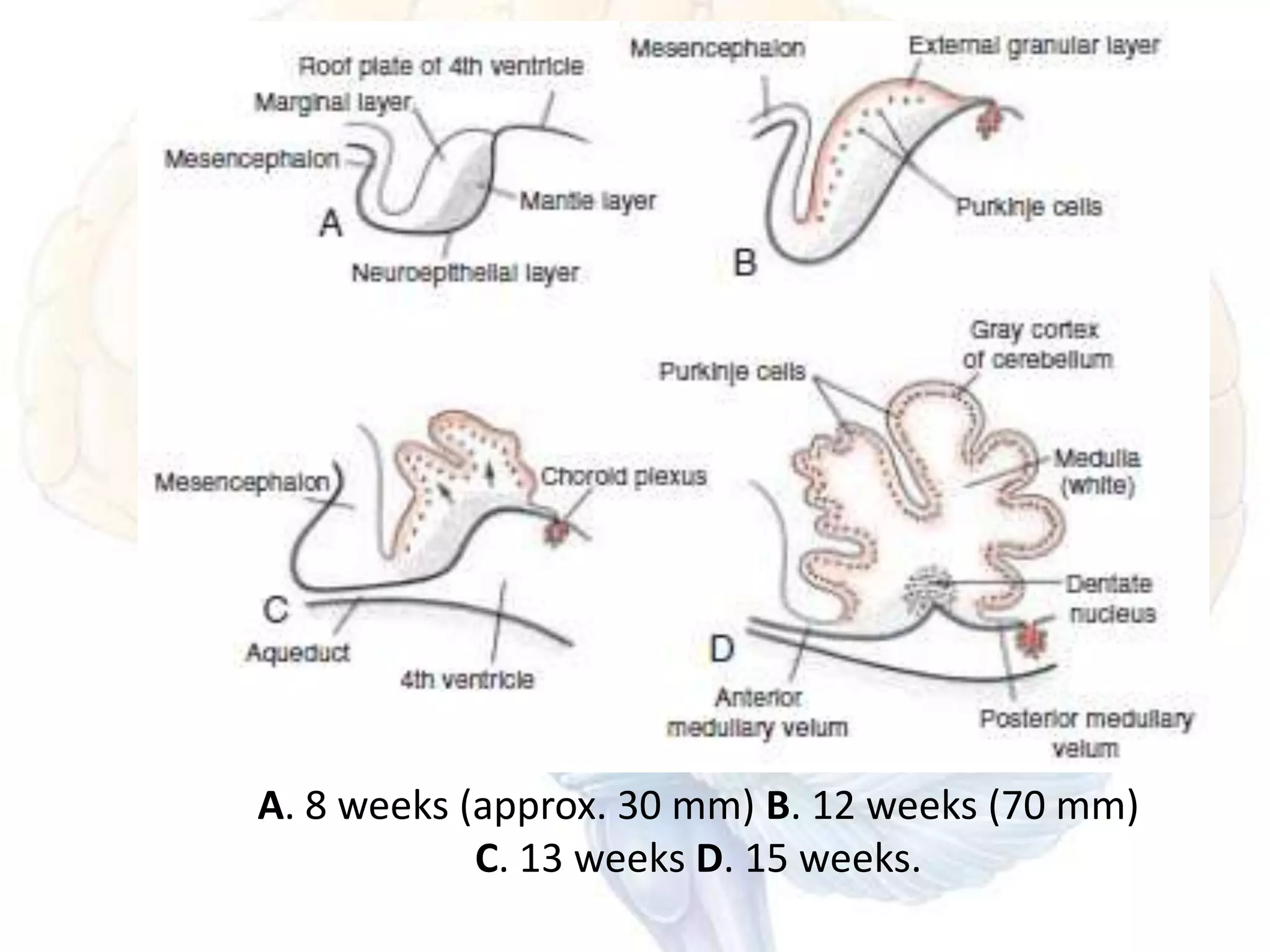 Embryology of brain | PPTX