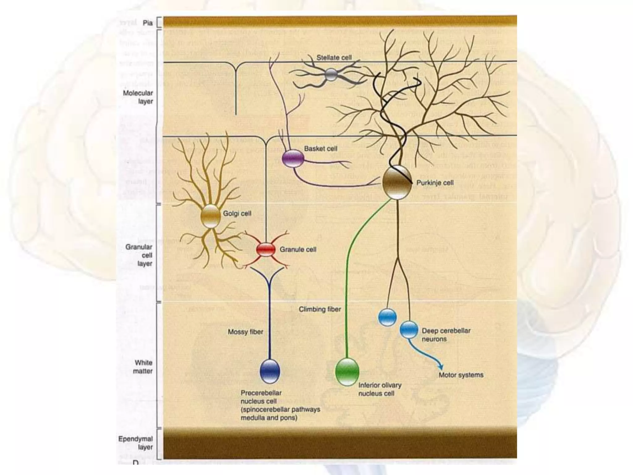 Embryology of brain | PPTX