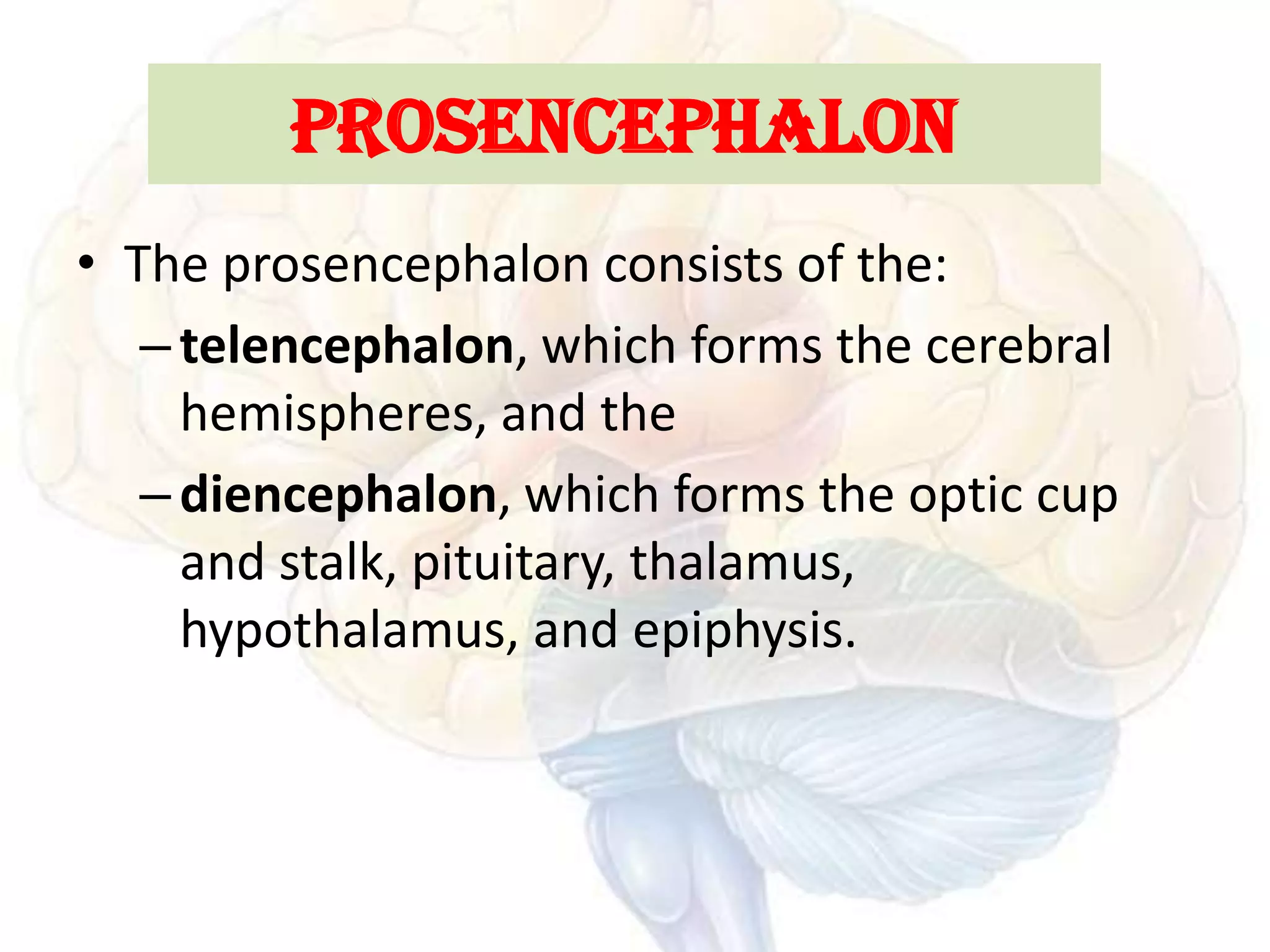 Embryology of brain | PPTX