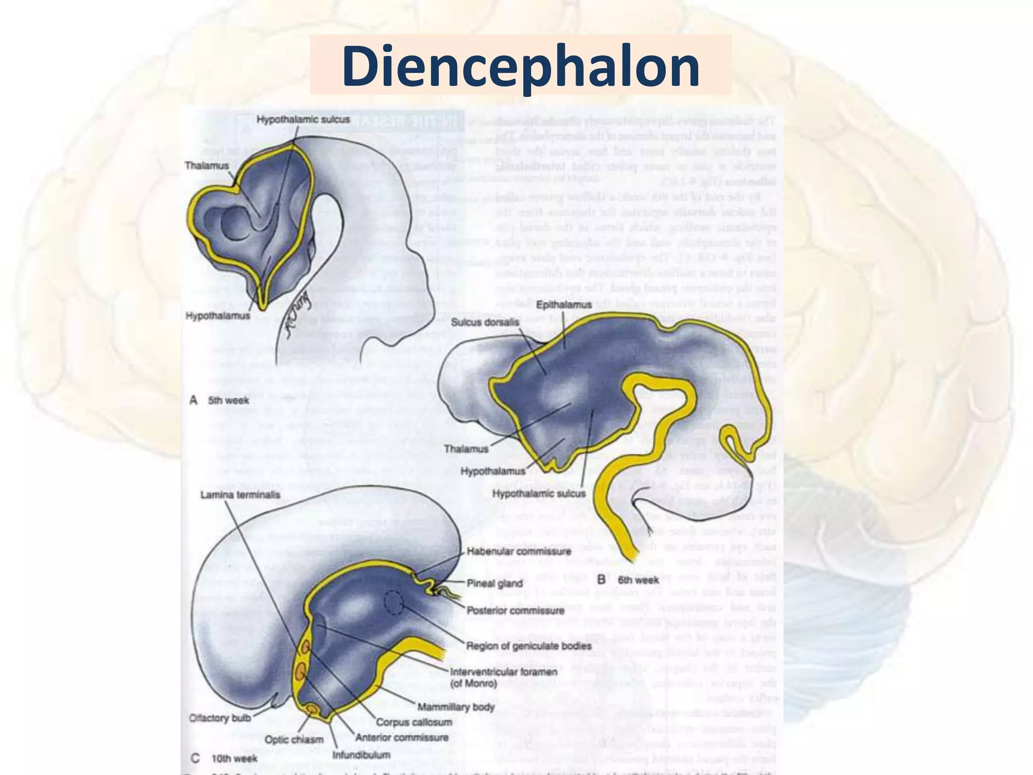 Embryology of brain | PPTX