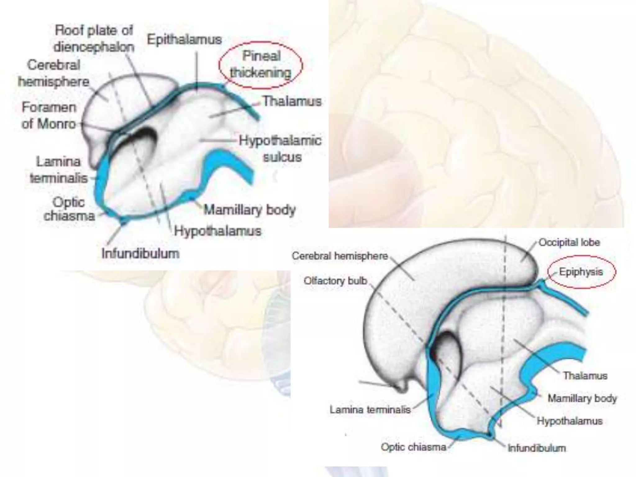 Embryology of brain | PPTX