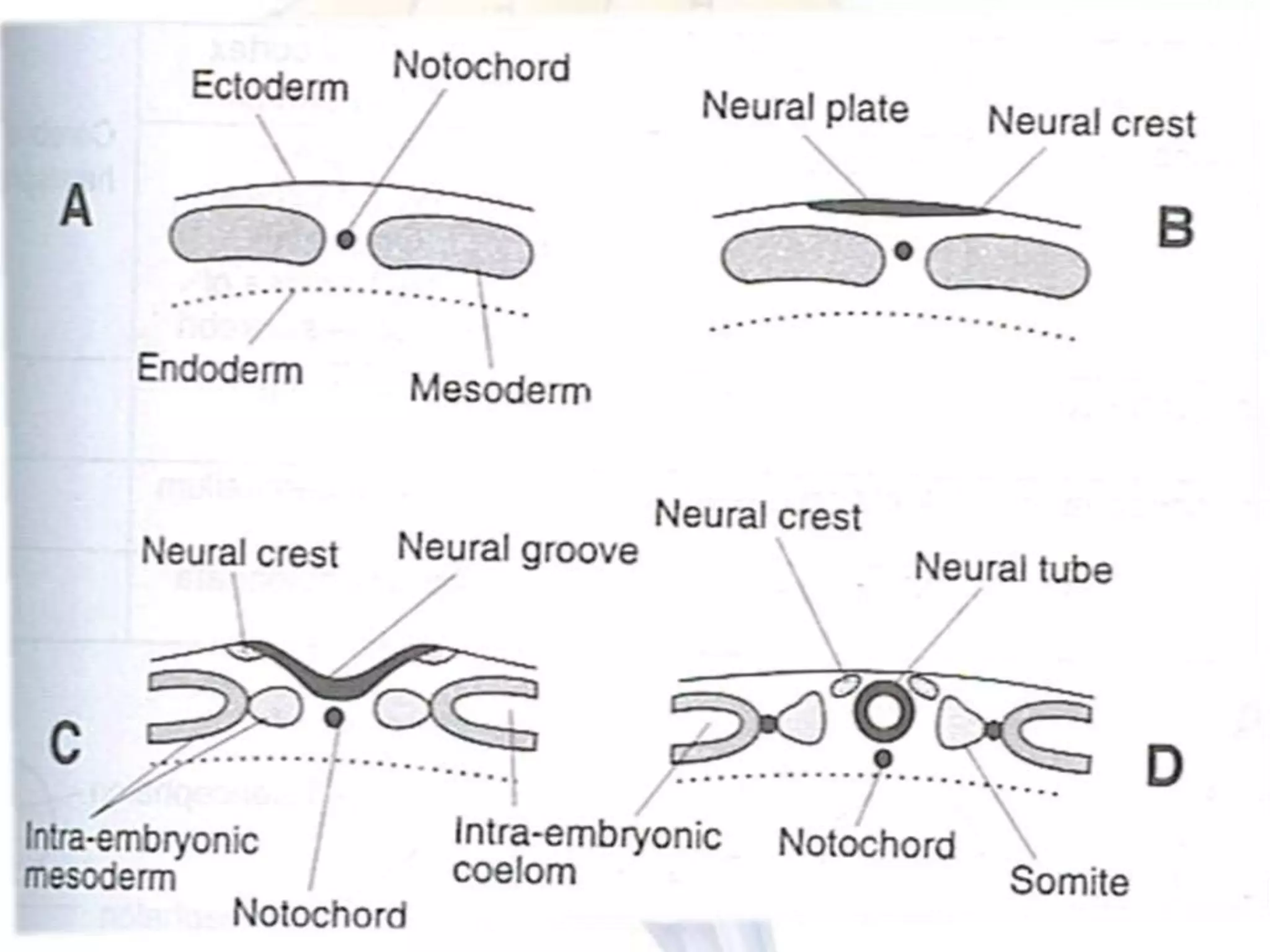 Embryology of brain | PPTX