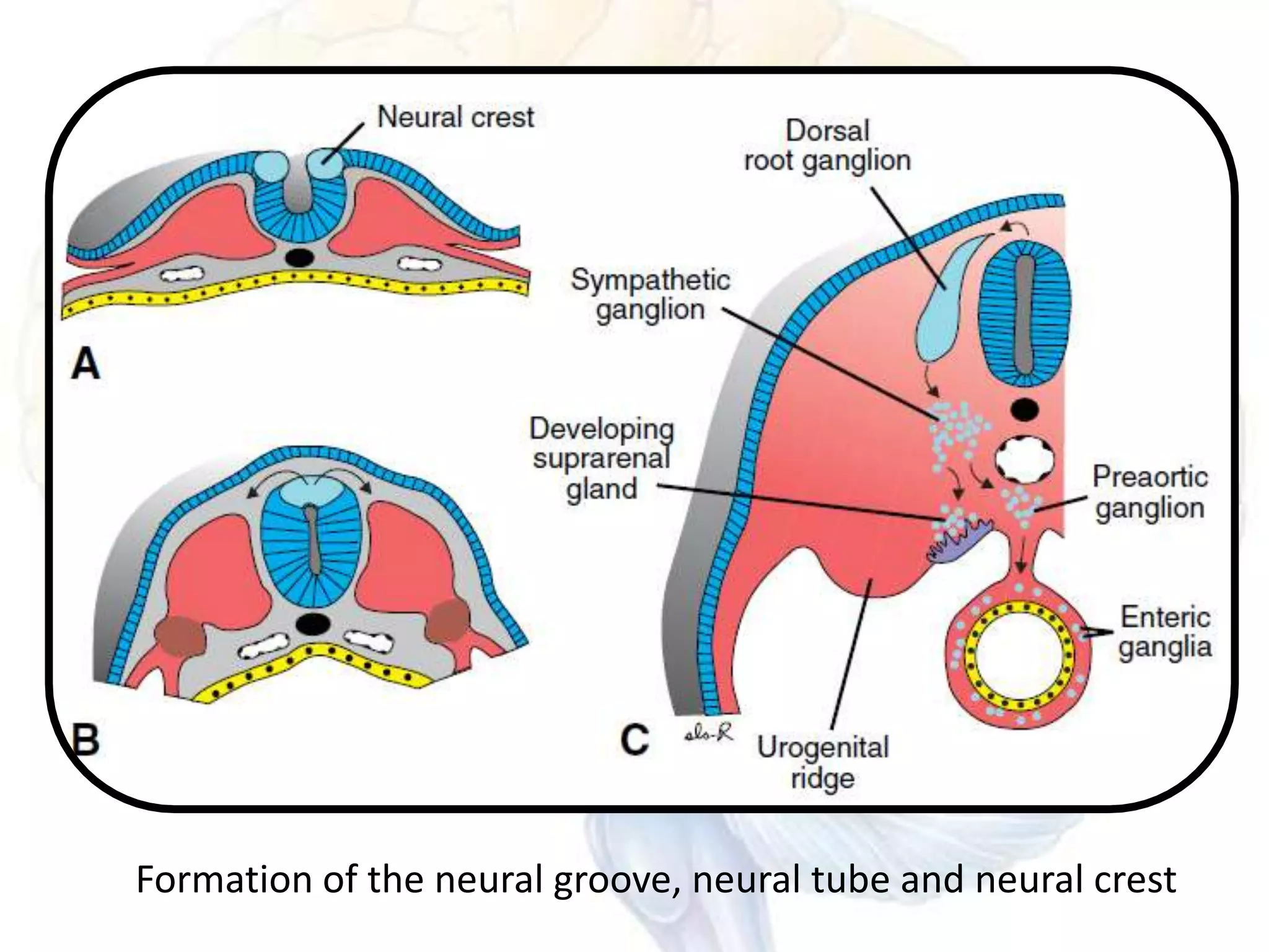 Embryology of brain | PPTX