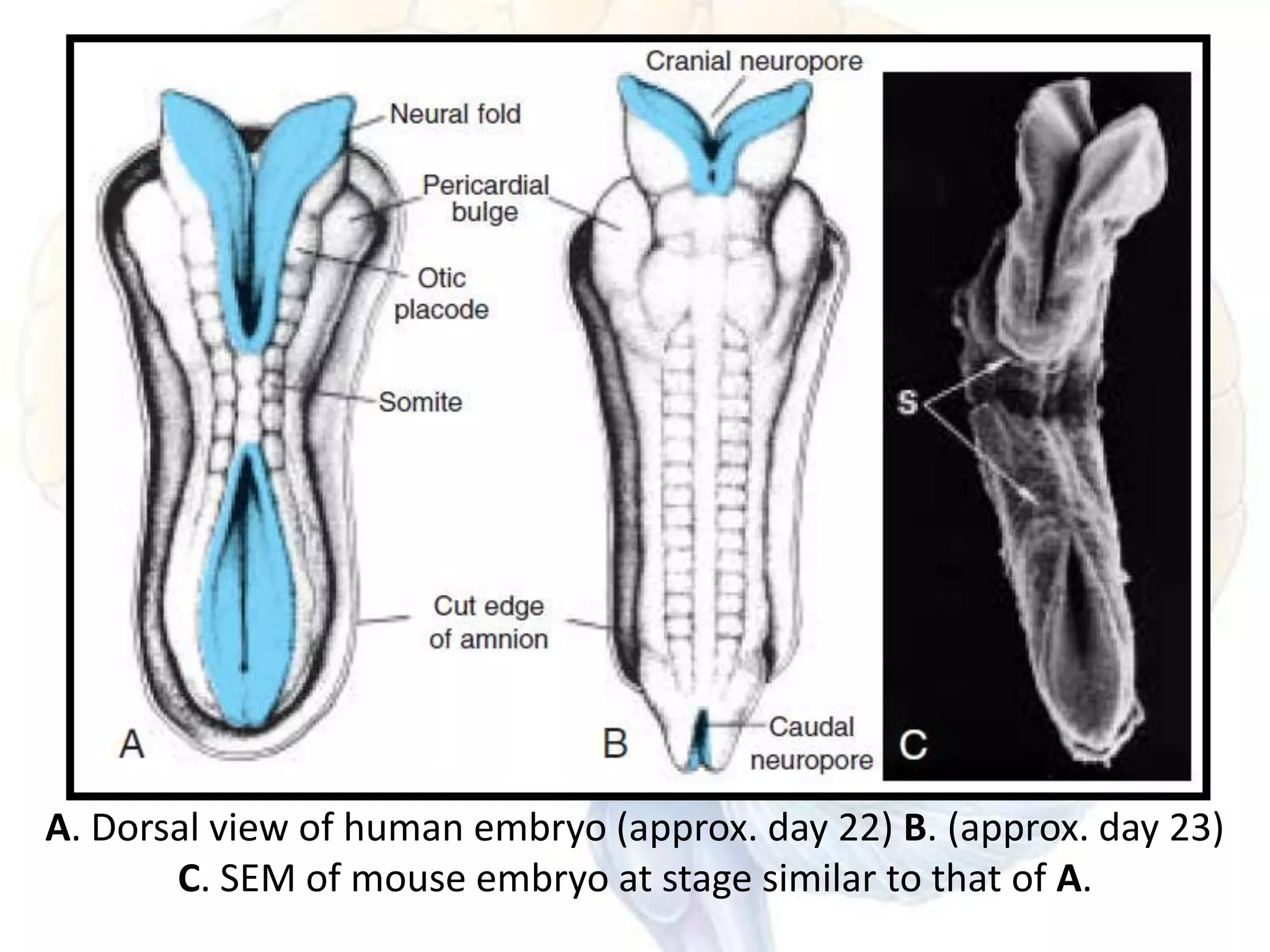 Embryology of brain | PPTX