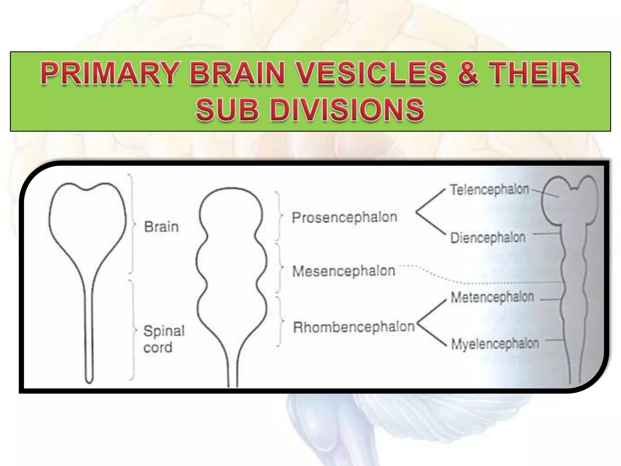 Embryology of brain | PPTX