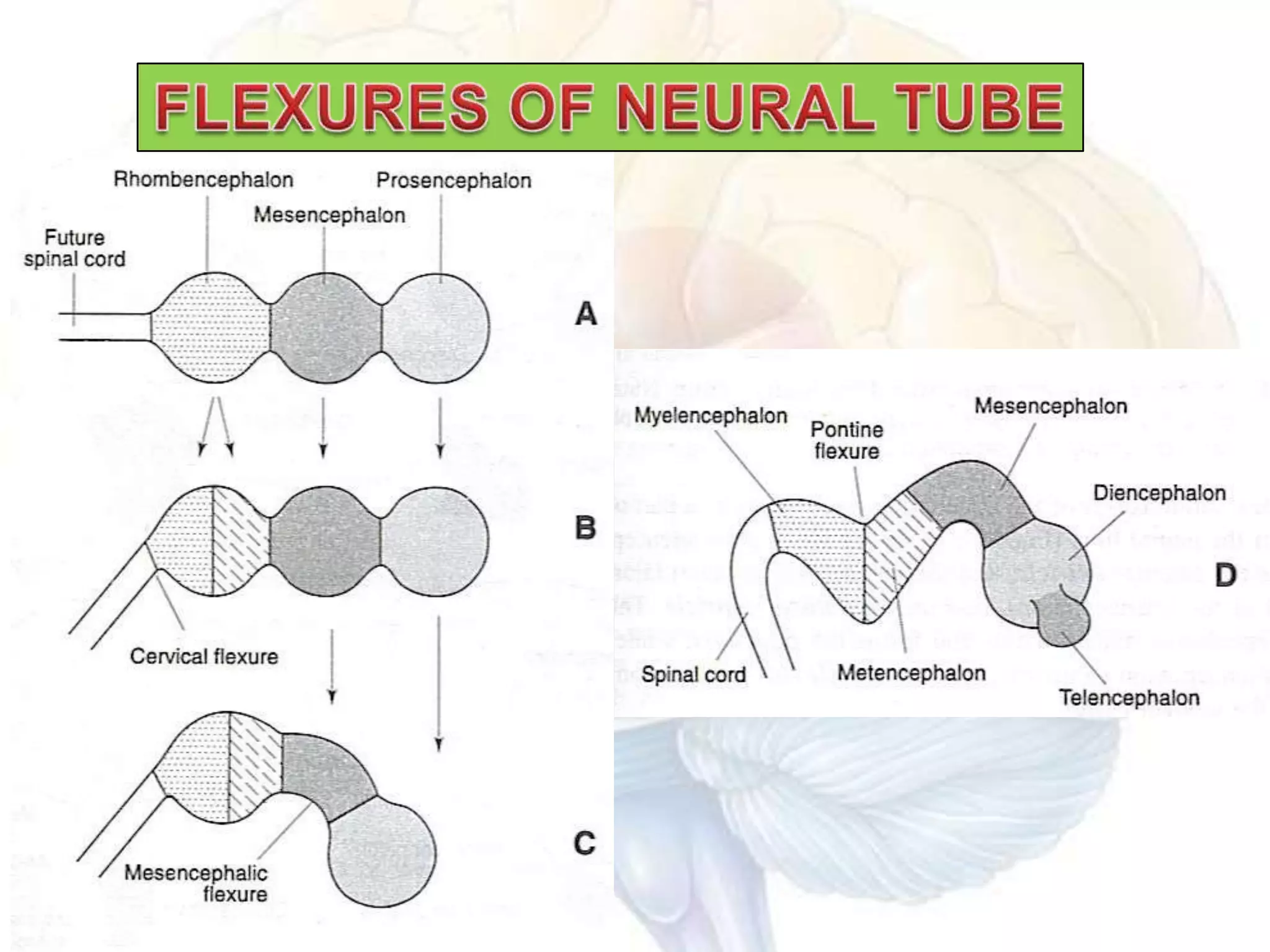 Embryology of brain | PPTX