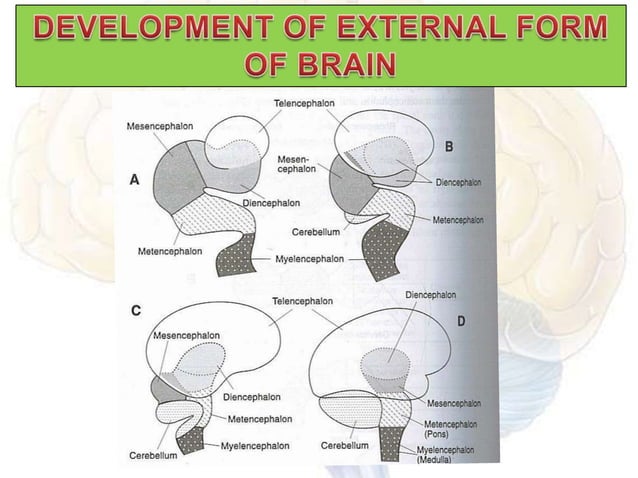 Embryology of brain | PPTX | Brain and Nervous System Disorders ...