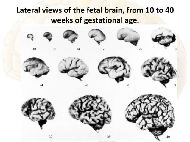 Embryology of brain | PPTX | Brain and Nervous System Disorders ...