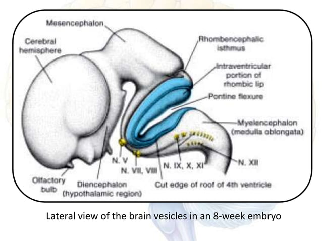 Embryology of brain | PPTX | Brain and Nervous System Disorders ...