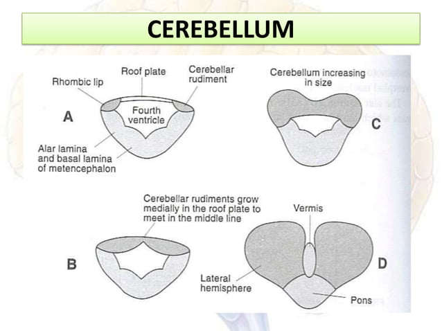 Embryology of brain | PPTX | Brain and Nervous System Disorders ...