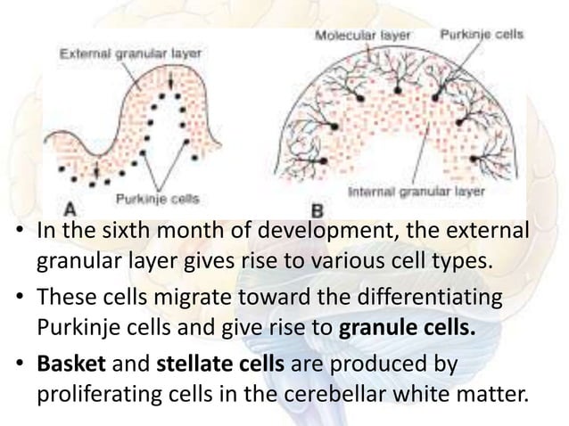 Embryology of brain | PPTX | Brain and Nervous System Disorders ...
