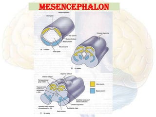 Embryology of brain | PPTX