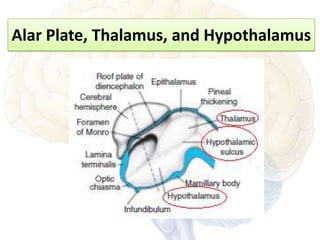 Embryology of brain | PPTX