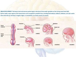 Embryology of brain | PPTX